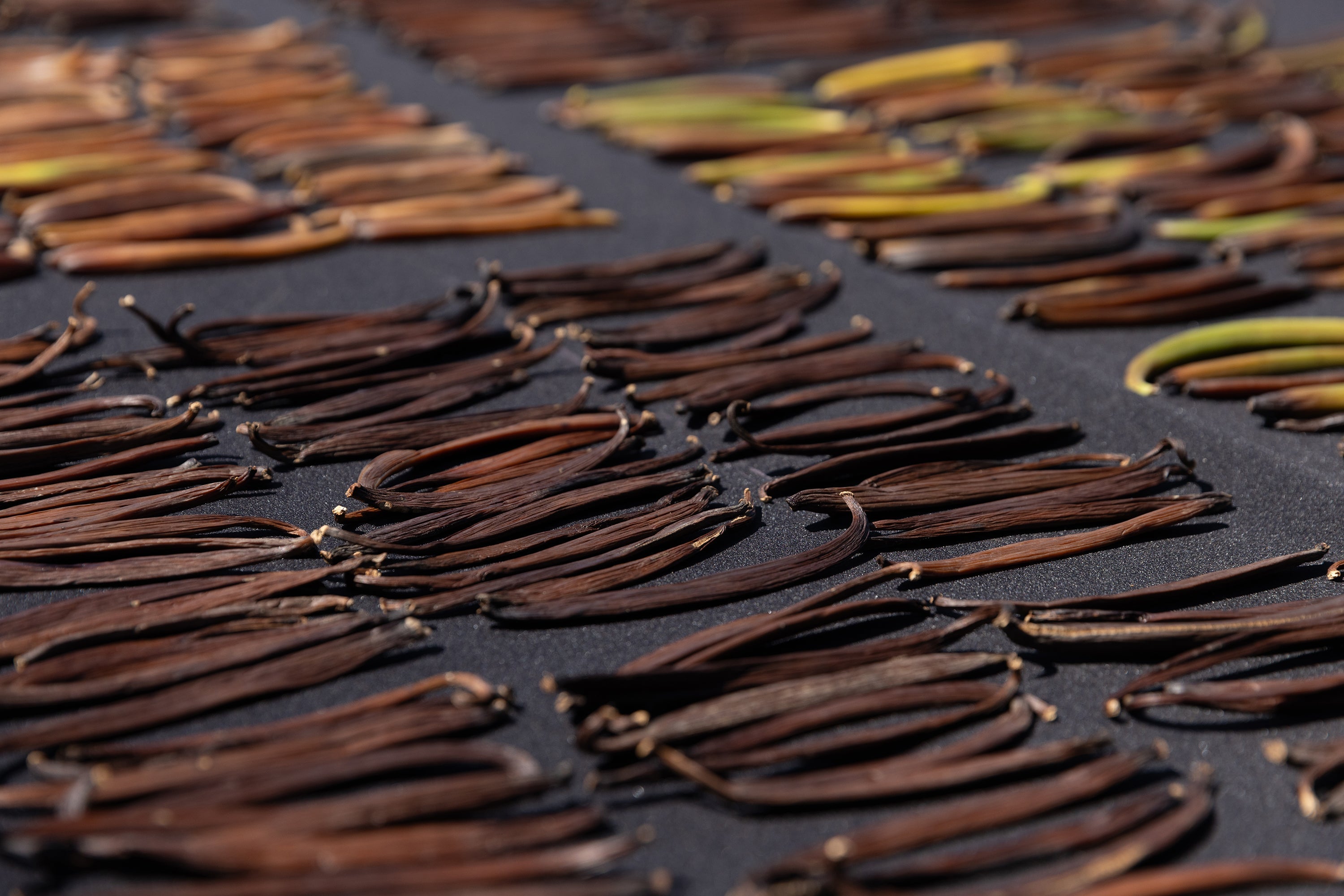 From Sun to Spoon: How Traditional Drying Methods Enhance Vanilla's Fl ...